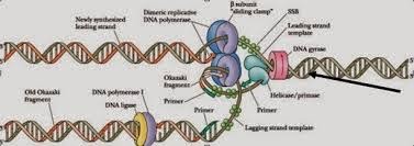 Ciencias de Joseleg: La girasa del ADN