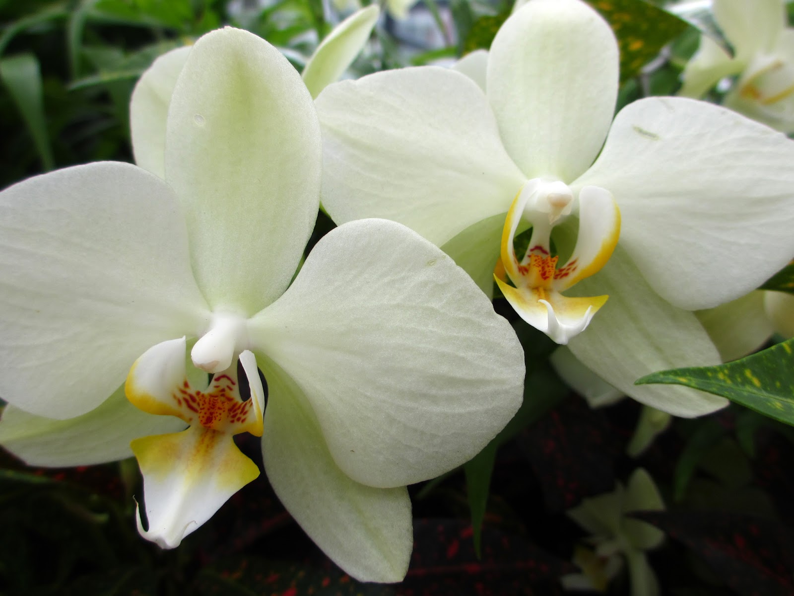 The Daily Apple: Apple #629: Orchids