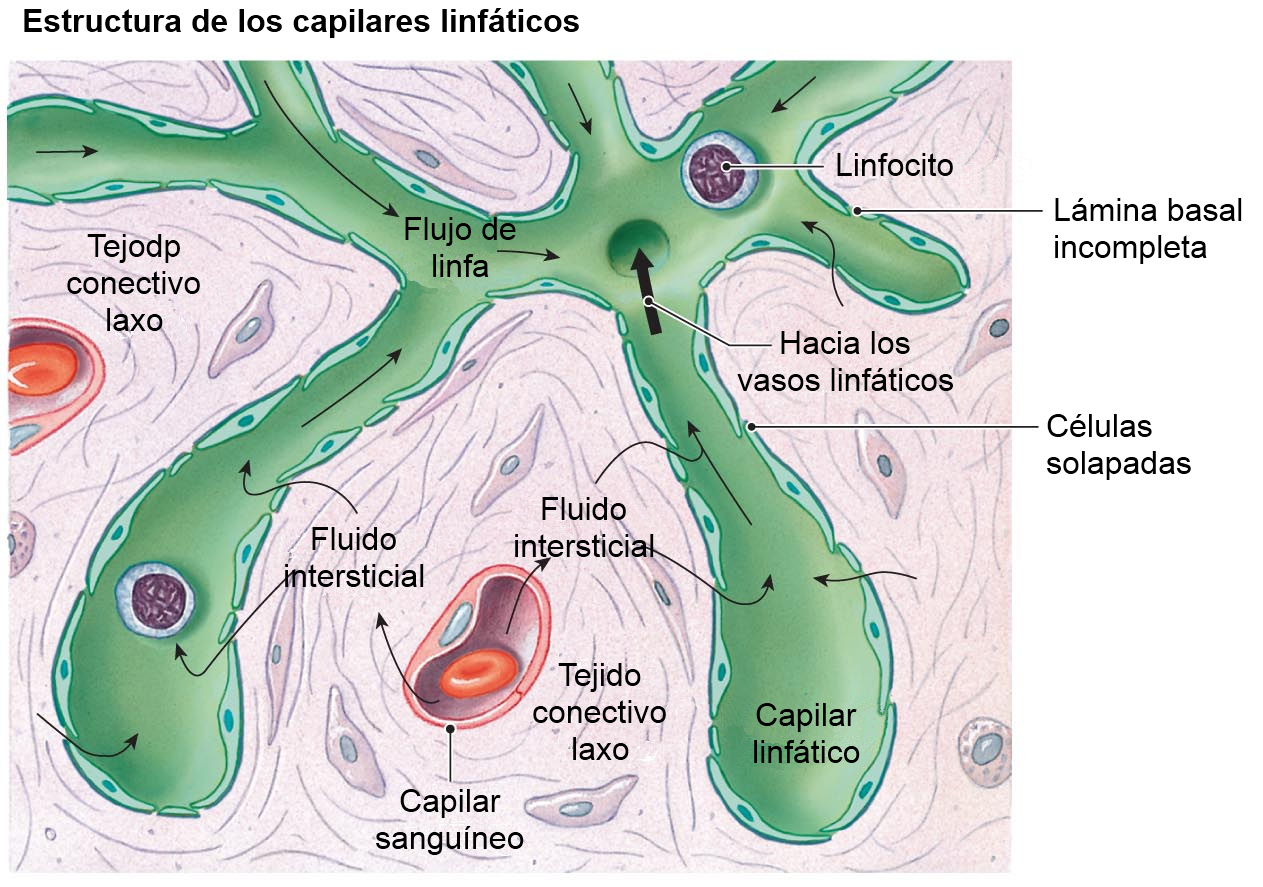 Biología y Geología 3º ESO: febrero 2013