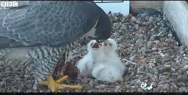 White Wolf : Falcon chicks defy cold spring to hatch on Nottingham roof ...