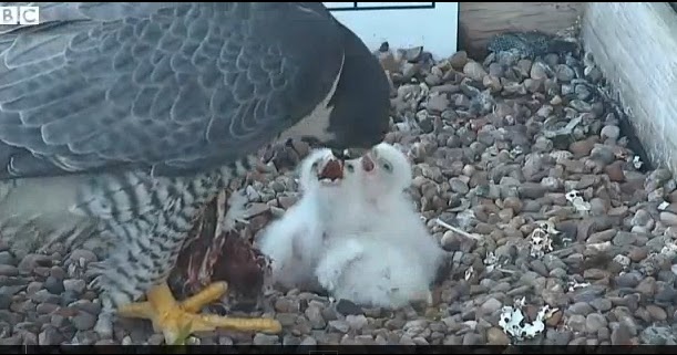 White Wolf : Falcon chicks defy cold spring to hatch on Nottingham roof ...