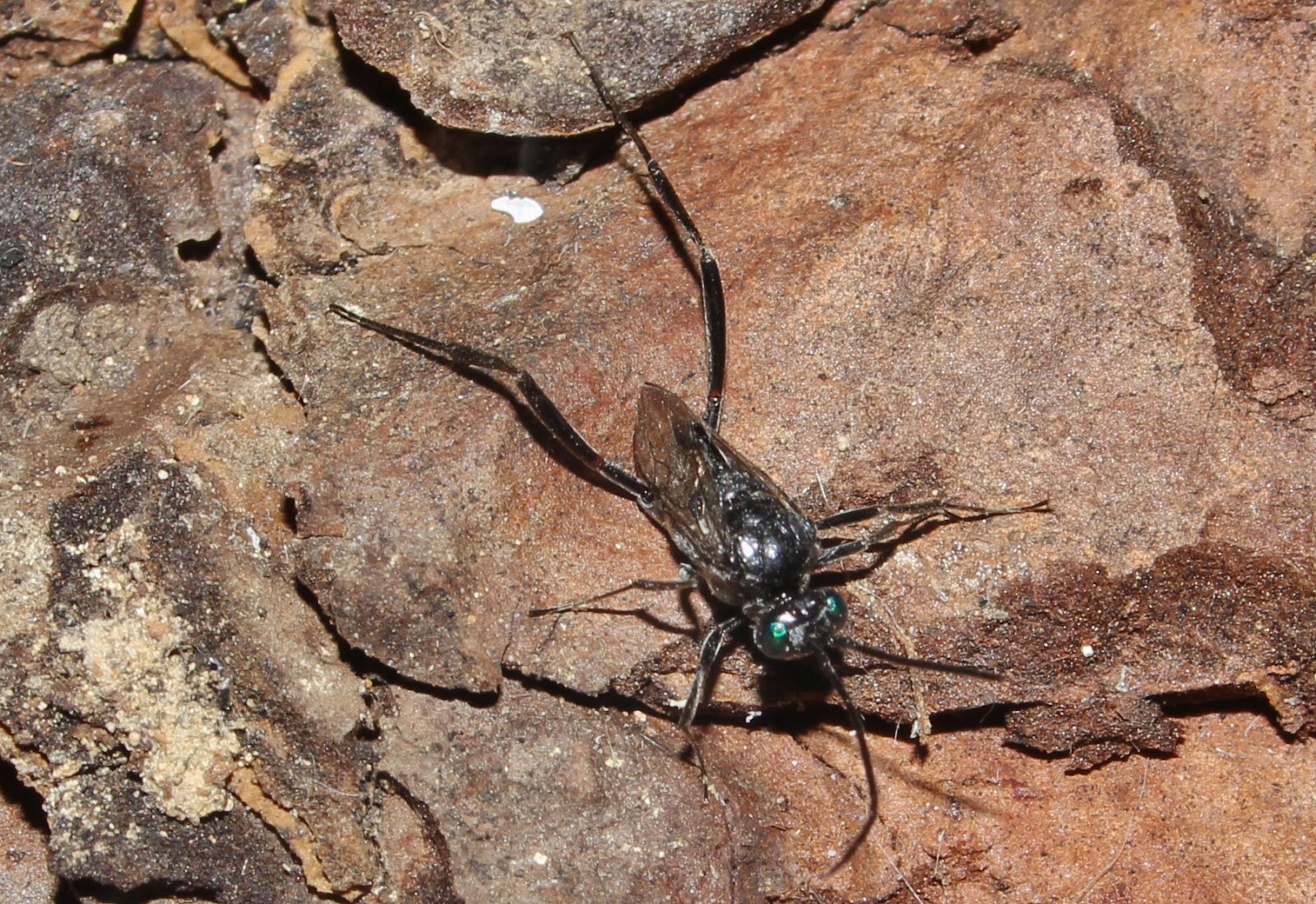 Biodiversity of Cyprus by NGO Protection of the Natural Heritage and ...