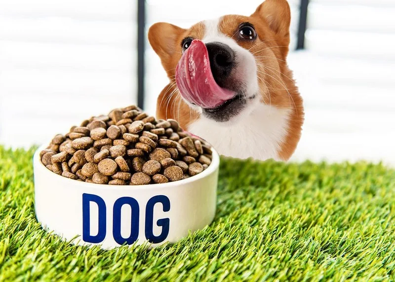 Dog Feeding How Many Times Should A Dog Eat A Day DOGALYO dog-feeding-how-many-times-should-a-dog-eat-a-day-dogalyo