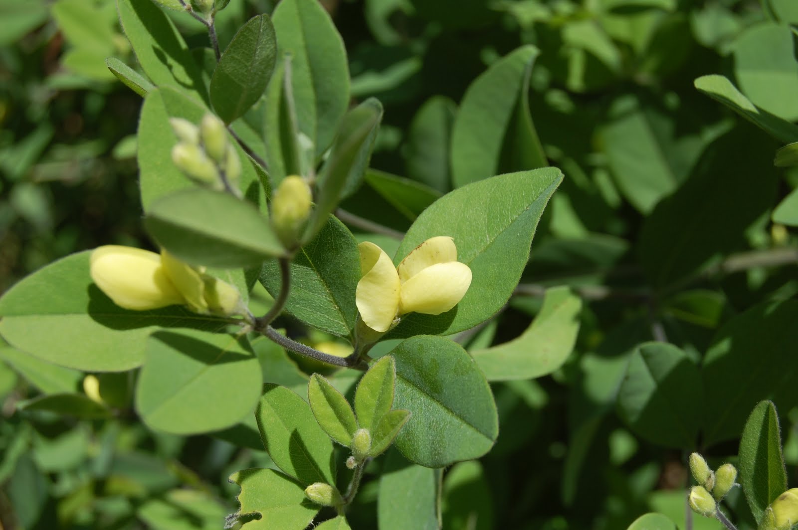 Brenda's "Texas Wild" Garden: Wild Green Indigo