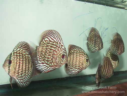Discus: Gwynnbrook Farm Discus Fish Photo Gallery