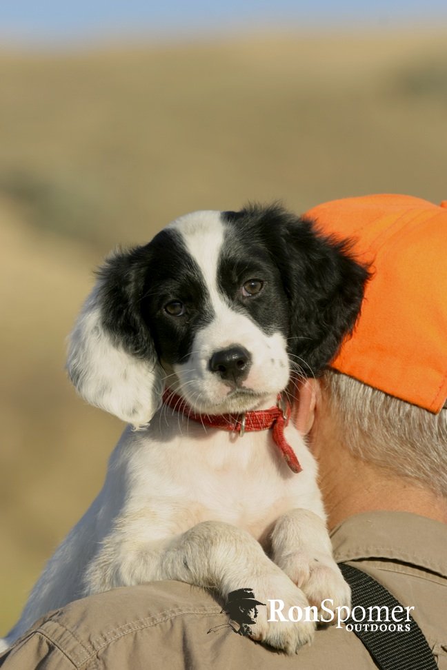 Puppy Pictures and Gallery: English Setter Puppy Pictures