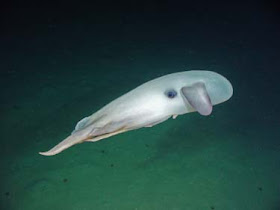 Real Monstrosities: Dumbo Octopus