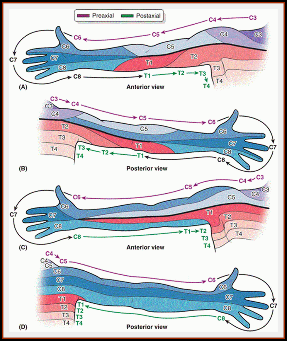 truthlady3: Dermatomes Dermal Segmentation