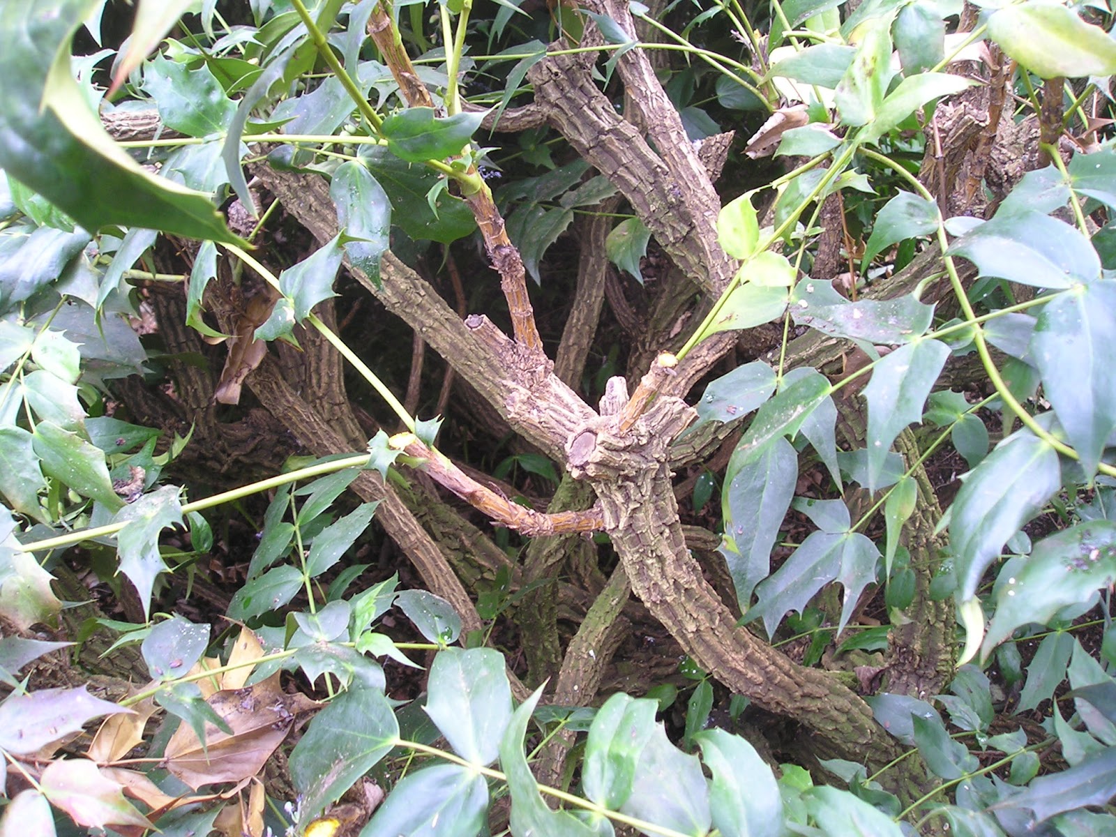 Pruning Mahonia
