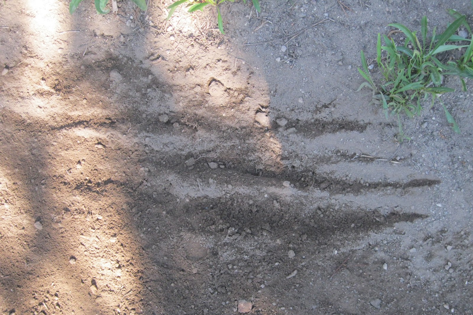 Backyard Beasts: Wolf and coyote scratchings