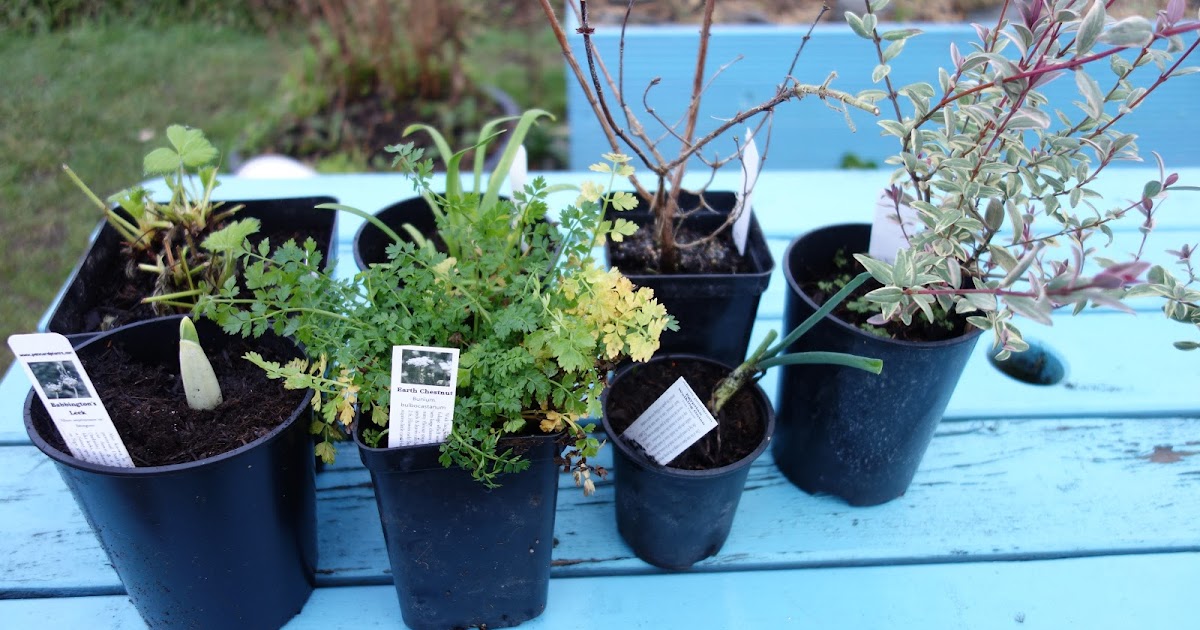 My Wildlife Allotment: My new adventure with unusual fruit and veg