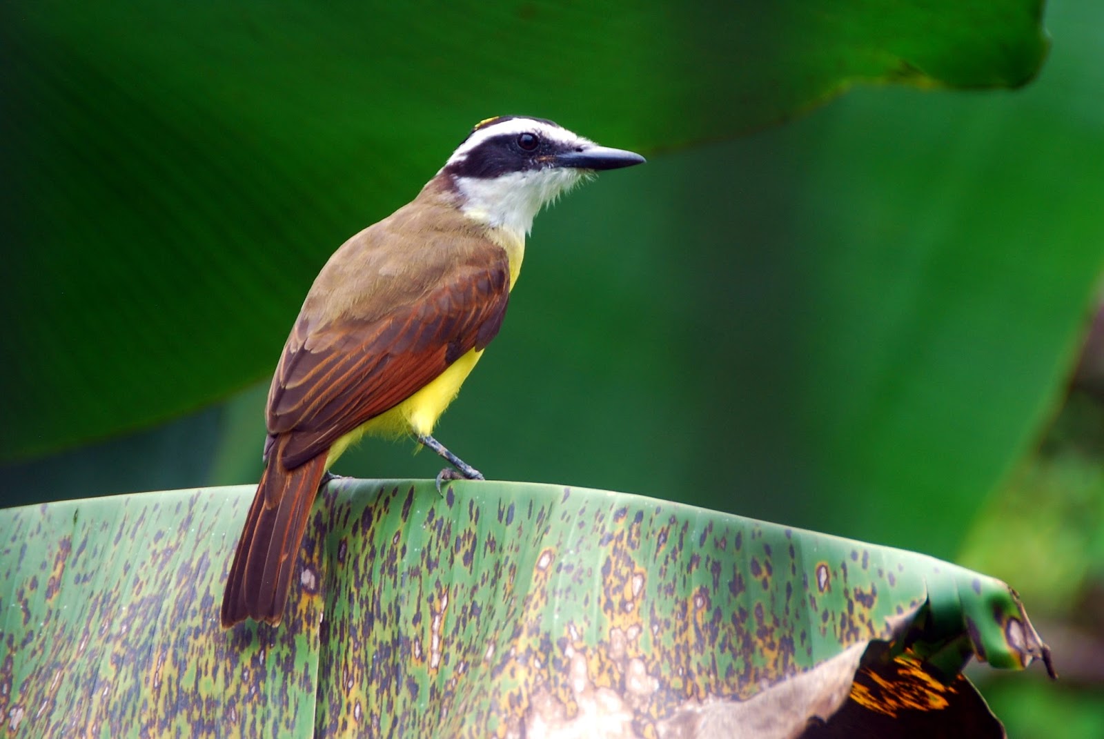 Viajes, cuentos e historietas: Pecho amarillo (Pitangus_suphuratus) en ...