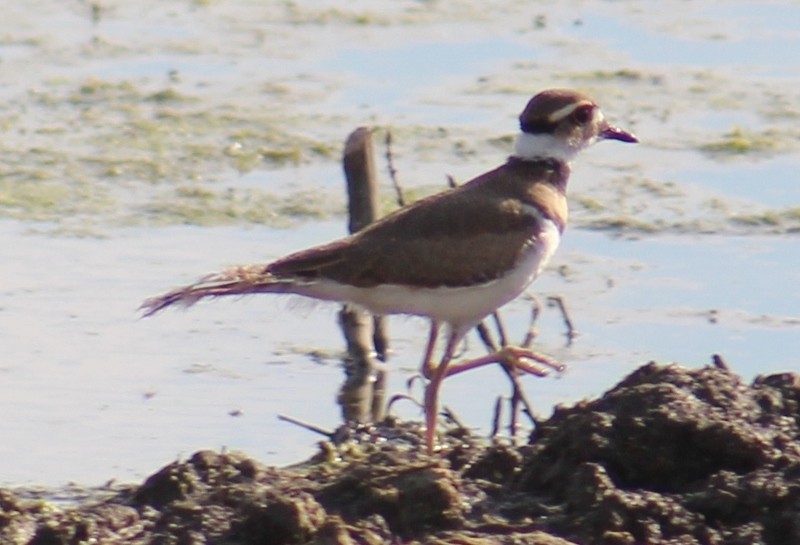 Mostly Birds: Birding in our pasture