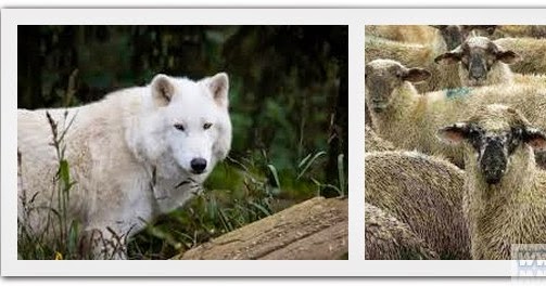 Farmer, sheep and wolves|JW FAKT777NEWS / EN