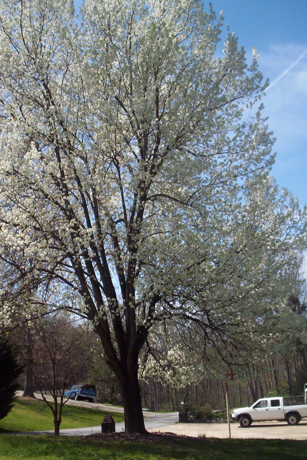 Catch of the Day: Sarvis Trees