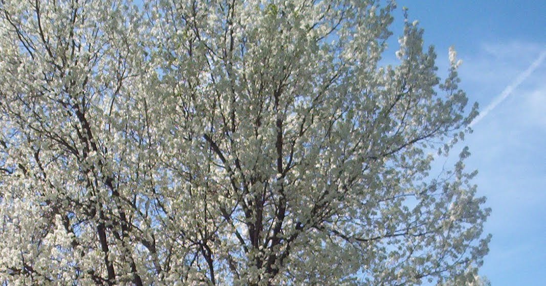 Catch of the Day: Sarvis Trees