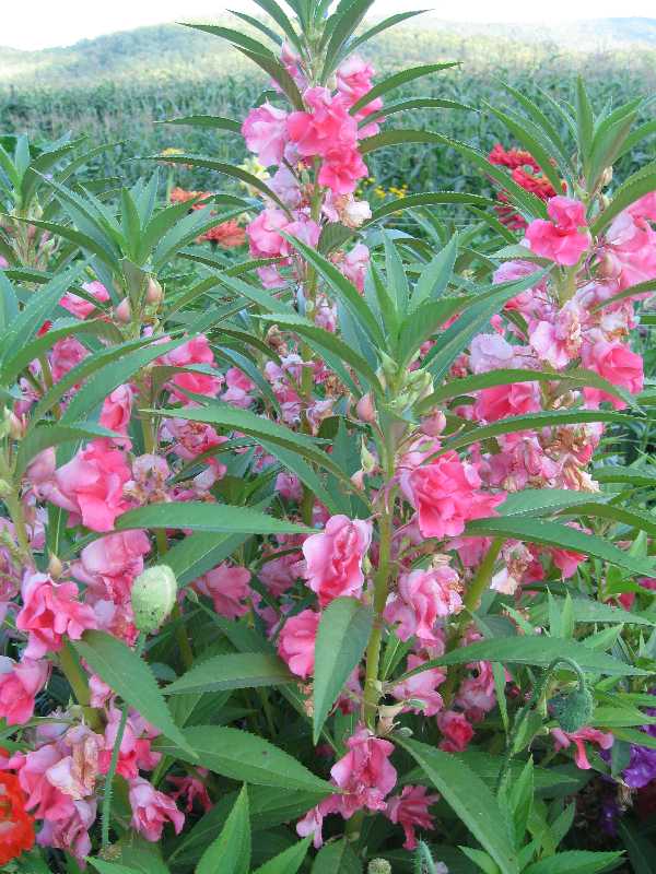 EAST HIMALAYAN BALSAM ~ Indian Ayurveda