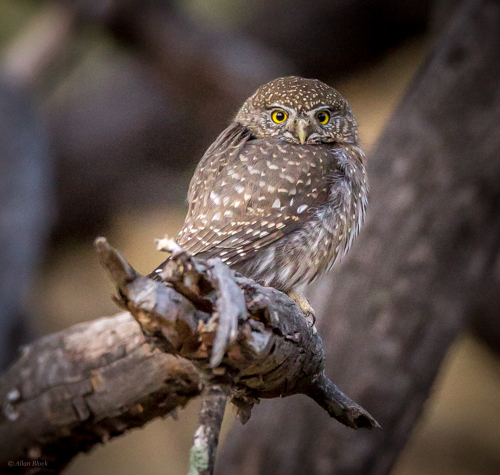 Feather Tailed Stories: Northern Pygmy-Owl