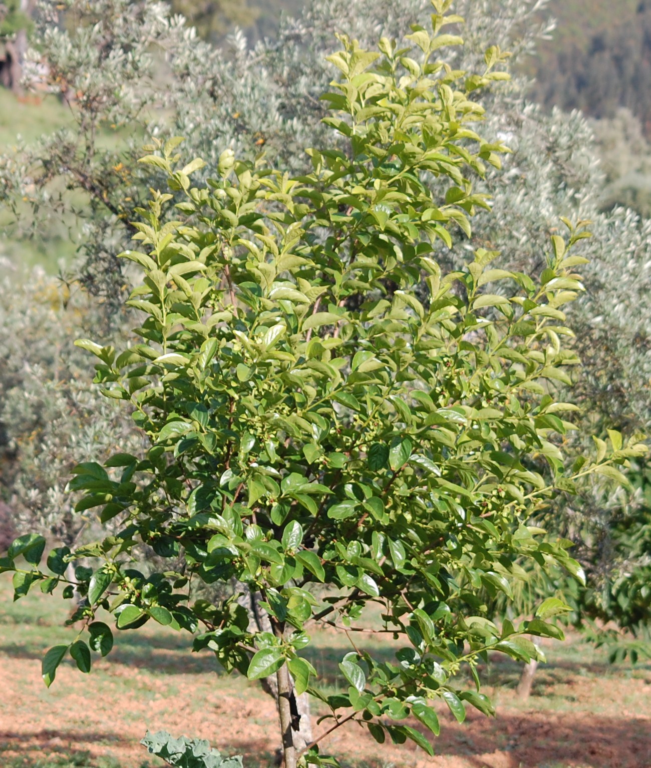 Plantas: Beleza e Diversidade: Árvores de fruto: Diospireiro (Diospyros ...