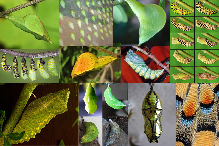 de larva a mariposa: CRISALIDA_01: LOS INICIOS DE LA CRIATURA