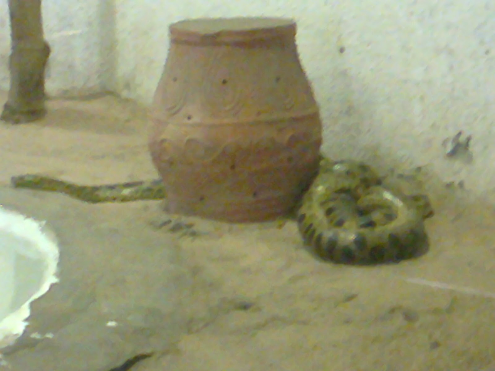 Kamla nehru zoo kankaria zoo ahmedabad - Green Ahmedabad: