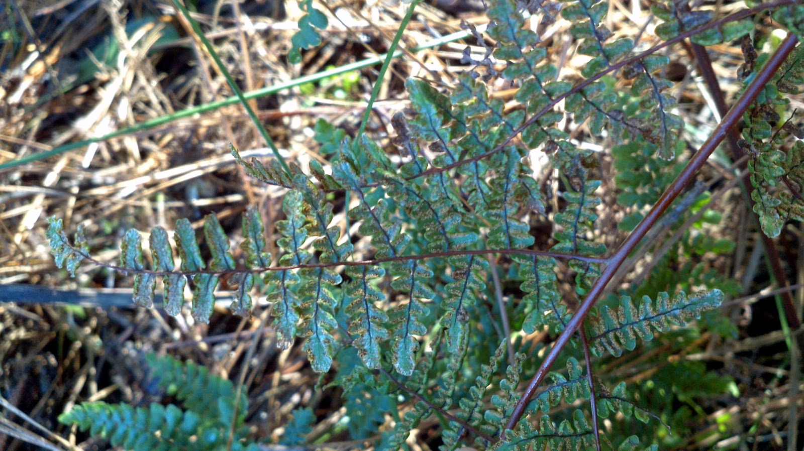 Naturaleza entrerriana: Adiantopsis chlorophylla