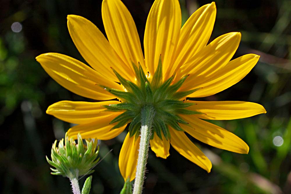 Space Coast Wildflowers: Muck Sunflowers, October 7, 2012
