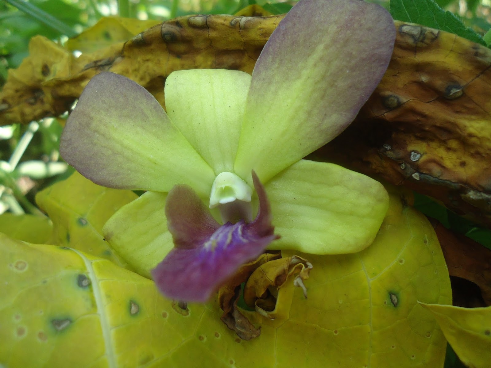 Bunga Anggrek Dendrobium Kuning Coklat Tersenyum - Rumah Daun Muda