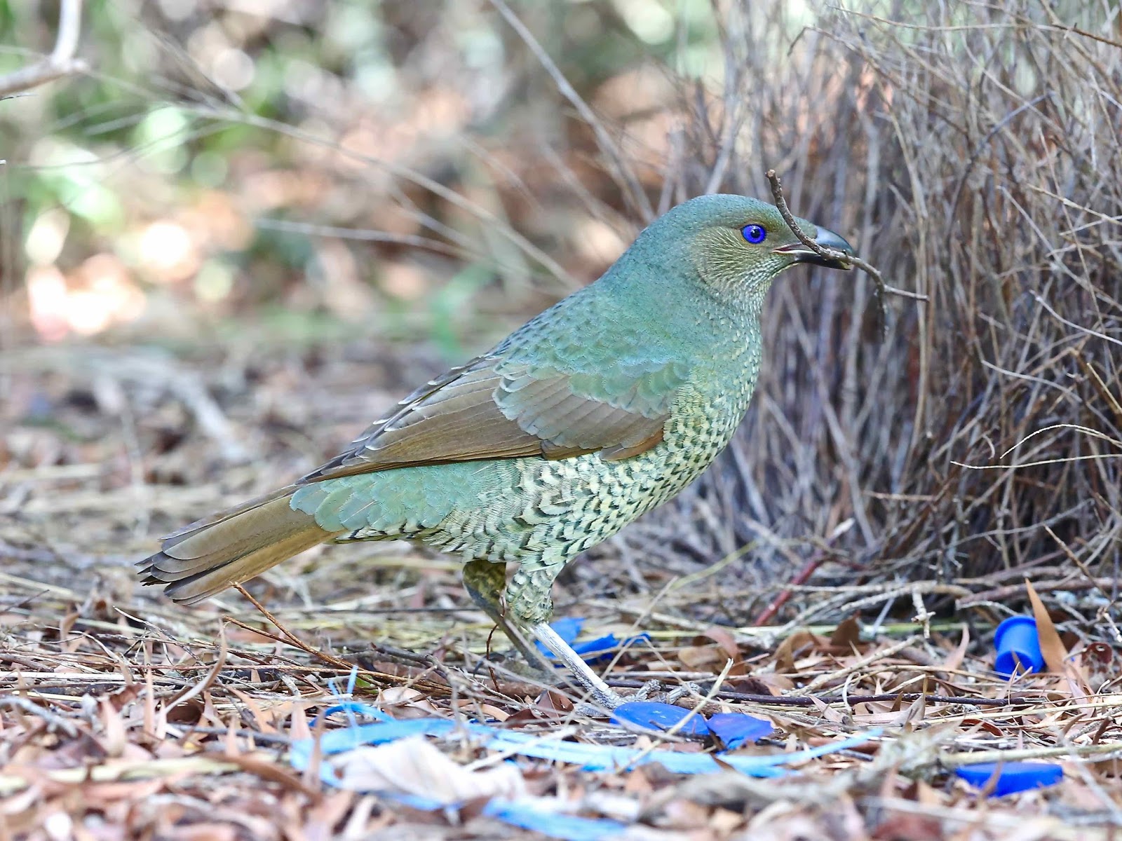 Avithera: Satin Bowerbirds