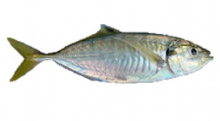 IKAN KEMBUNG