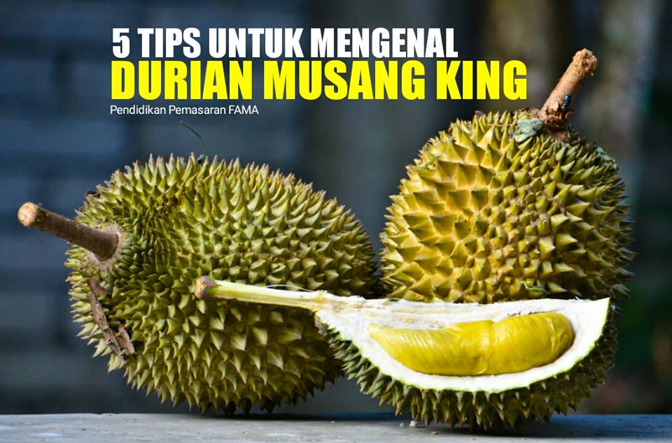 Segalanya Durians: 5 Jenis Durian Hutan Yang Terdapat di Borneo