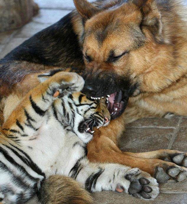 The German Shepherd: German Shepherd & Tiger cub Brothers