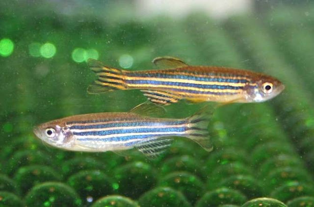 NOTICIAS DE HISTORIA NATURAL: EL PEZ CEBRA Y SUS COLORES DEL AMOR