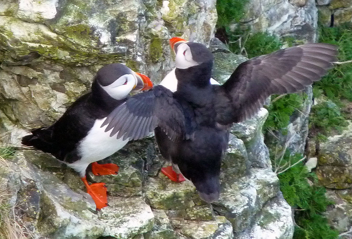 Wild and Wonderful: Beautiful Birds (23): it's those Puffins again!