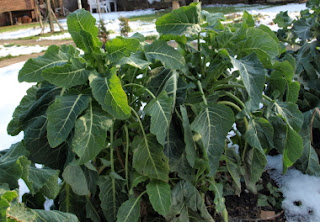 Raw Edible Plants: Nine star perennial broccoli (Brassica oleracea ...