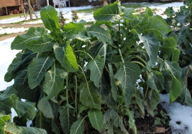 Raw Edible Plants: Nine star perennial broccoli (Brassica oleracea ...