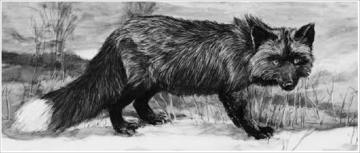 psmv3: Early Canid Domestication: The Farm-Fox Experiment