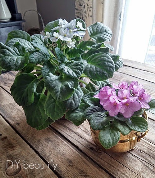 How to Grow African Violets and Encourage Blooms - DIY Beautify ...