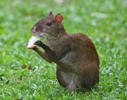 Agouti Animals | Amazing Facts & Latest Pictures | The Wildlife
