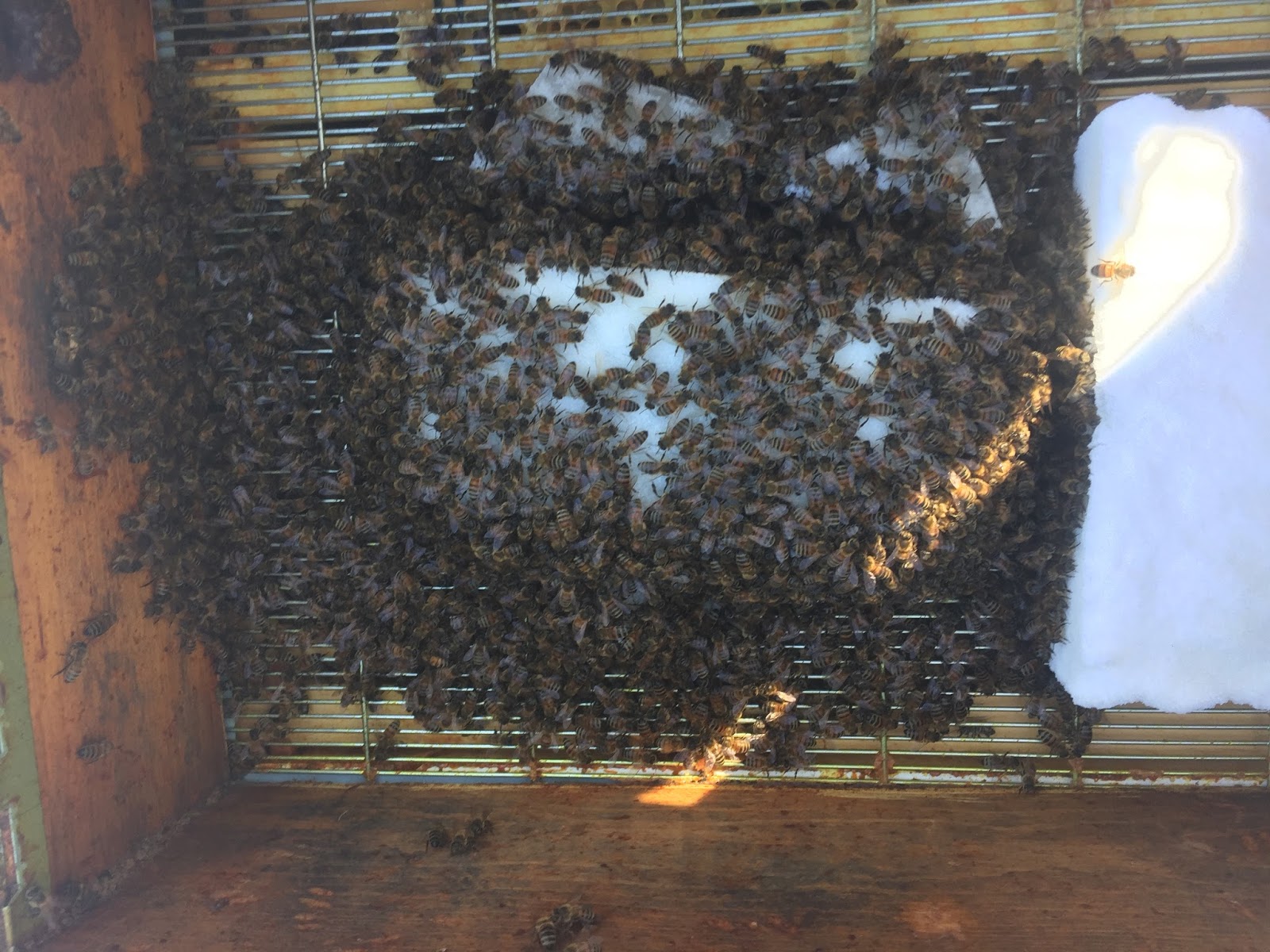 Heather's Honeybees: February Honey Bee Cleansing Flights and Almond ... Heather's Honeybees: February Honey Bee Cleansing Flights and Almond ...