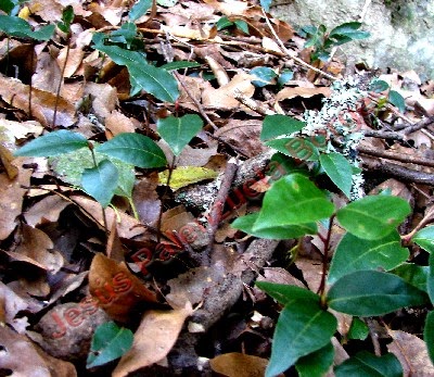 Jesus Palenzuela Borges: Loro, laurel (Laurus novocanariensis).