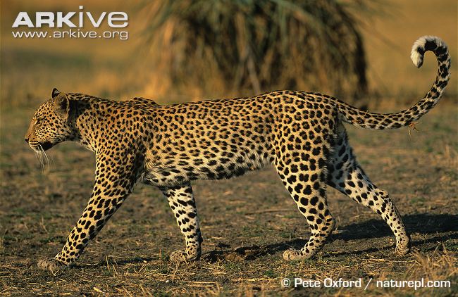 enciclopedia de animales: el leopardo