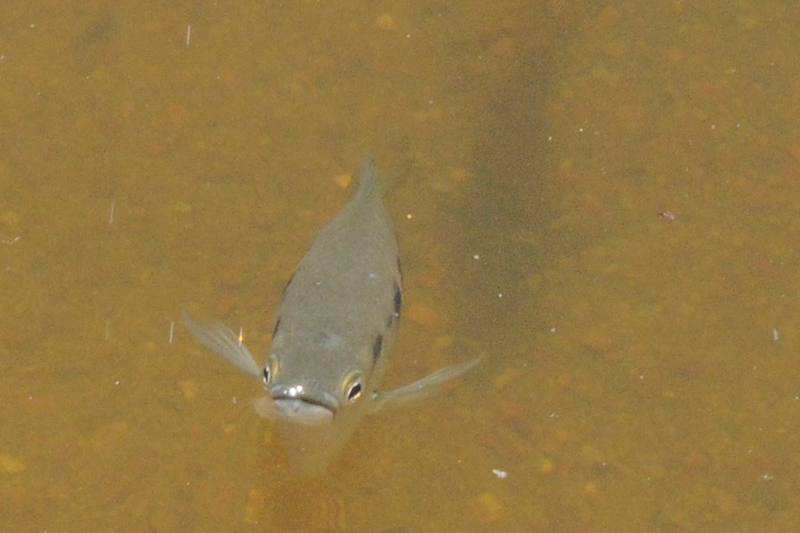 Small Animal Talk: Does a goldfish have a three second memory and other ...