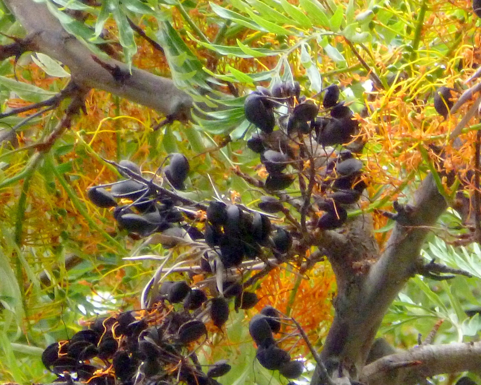 Árboles con alma: Roble australiano (Grevillea robusta)