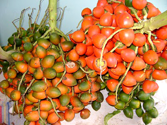 Flavors of Brazil: FRUITS OF BRAZIL - Pupunha