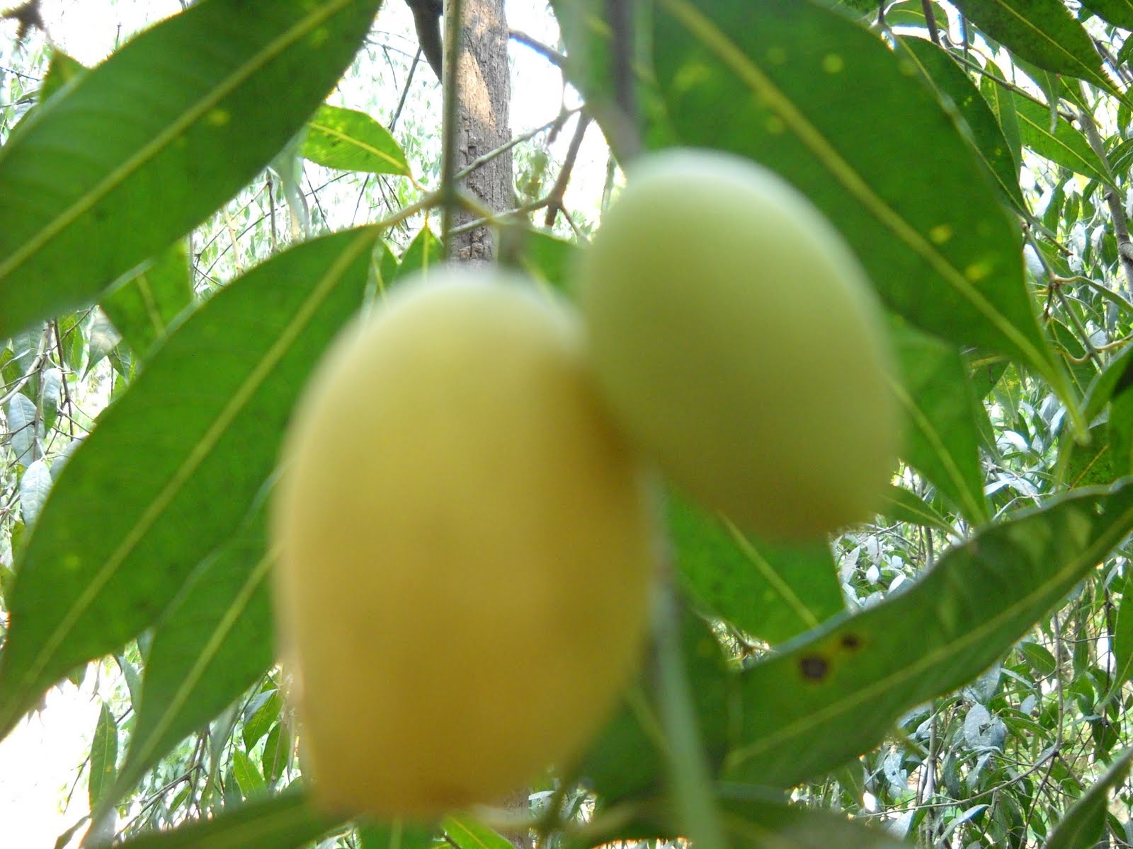 KENALI POKOK SAYANGI POKOK: GEMIA