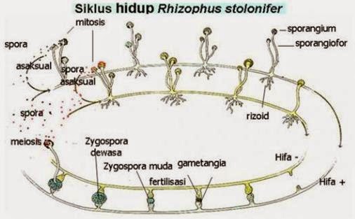 Zygomycota (Kelas Zygomycetes) | Pustaka Pandani