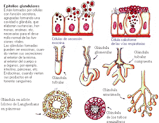 INFOMATICA I: CLASIFICACION DE LAS GLANDULAS EXOCRINAS