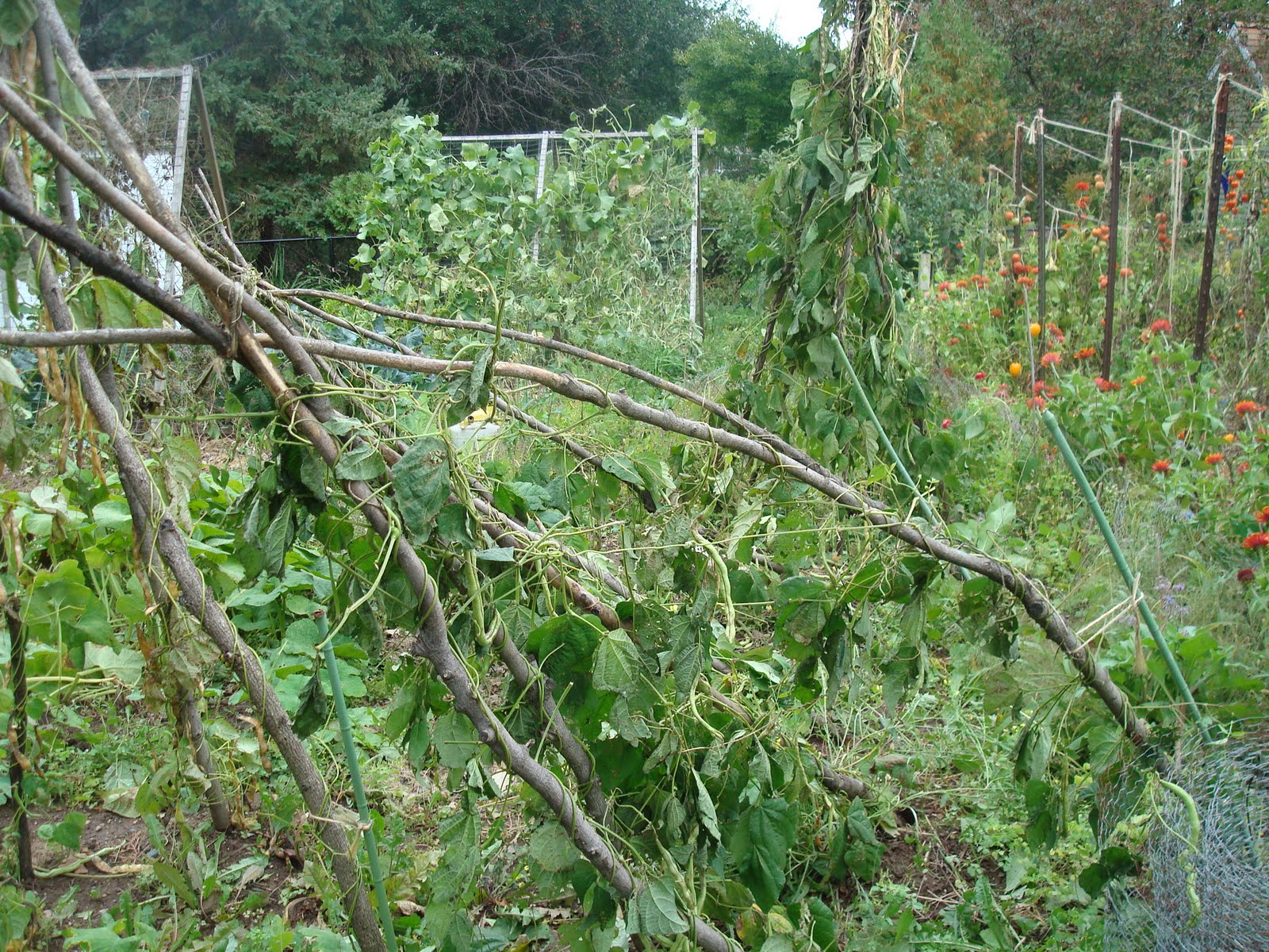 The Vegetable Garden: A Sad Unkempt Garden