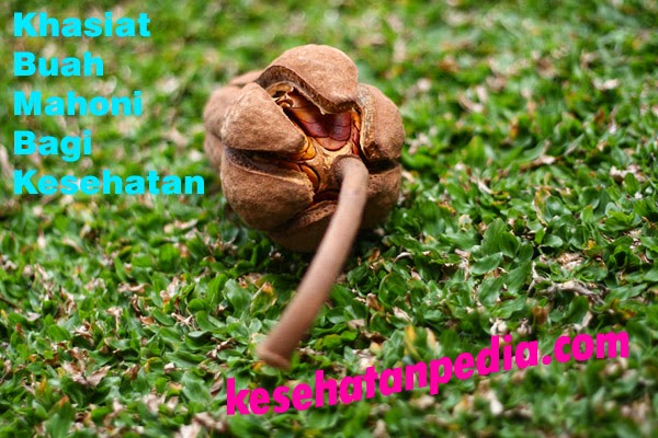 Khasiat Buah Mahoni bagi Kesehatan - kesehatanpedia